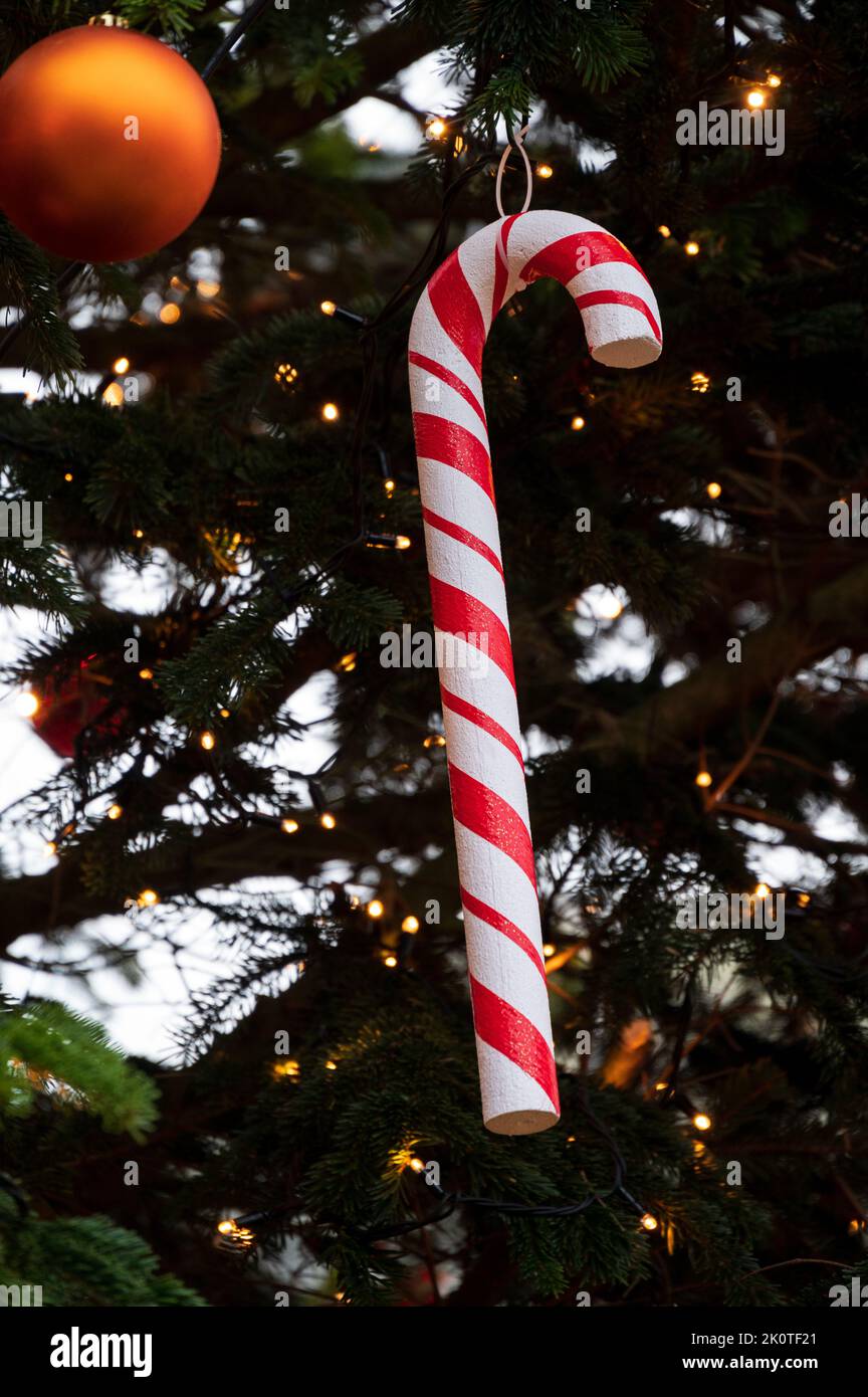 Candy cane hanging in Christmas tree Stock Photo - Alamy