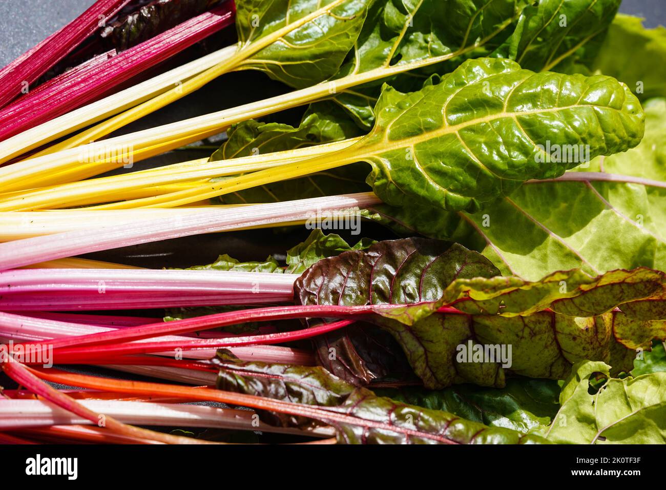 chard beta vulgaris in the old land next to Hamburg Stock Photo - Alamy