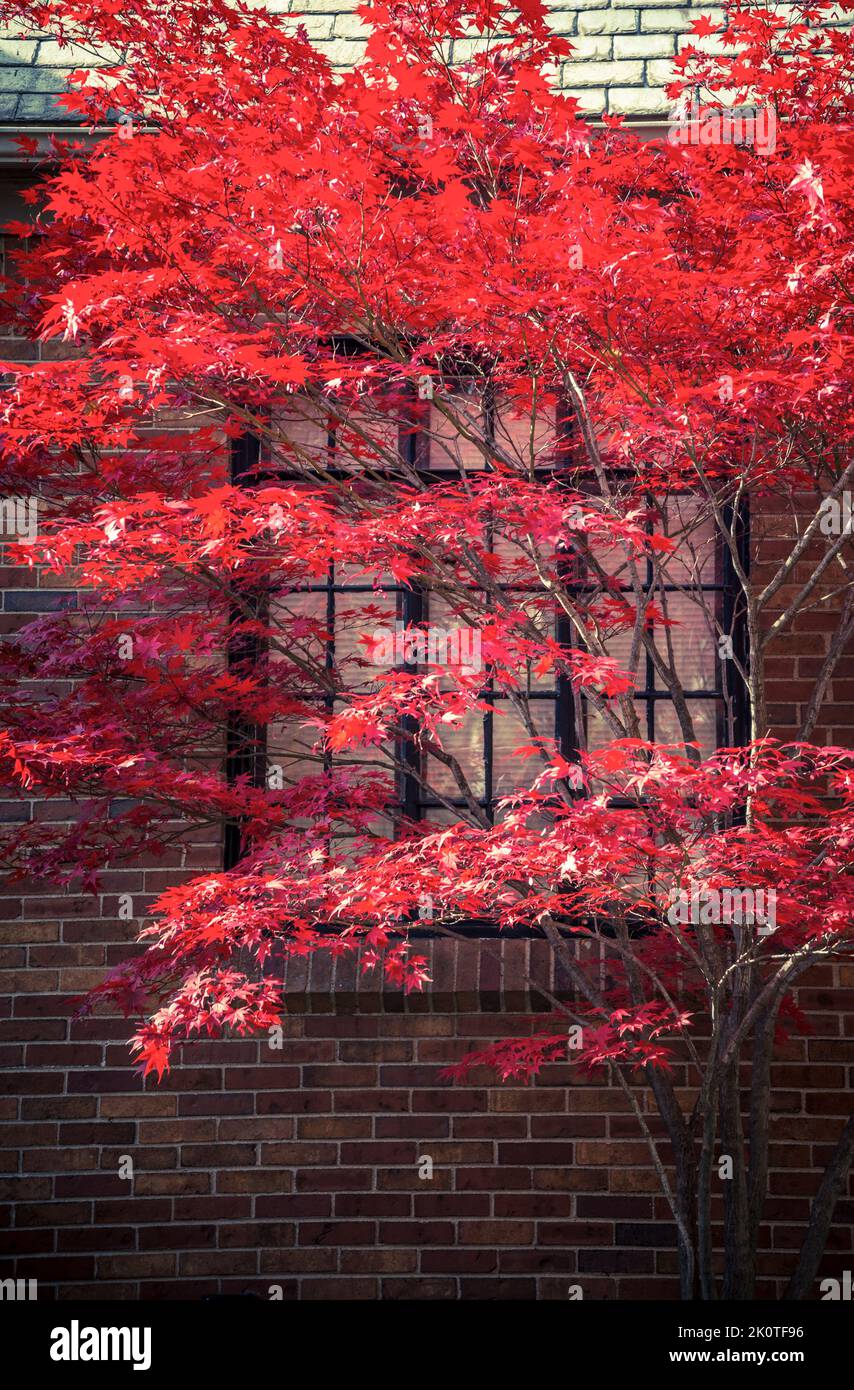 Deserted suburban street autumn usa hi-res stock photography and images ...
