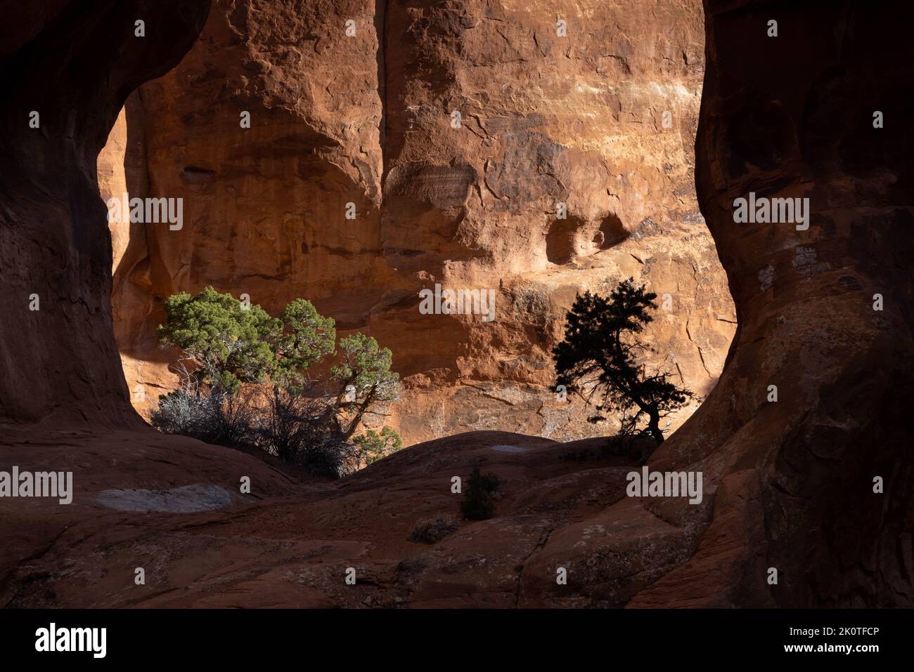 Juniper trees finding small notches to grow out of the sandstone buttes ...