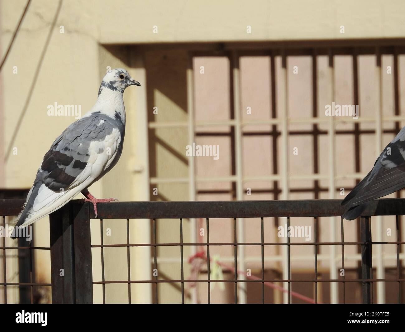 Metal pigeon hi-res stock photography and images - Alamy