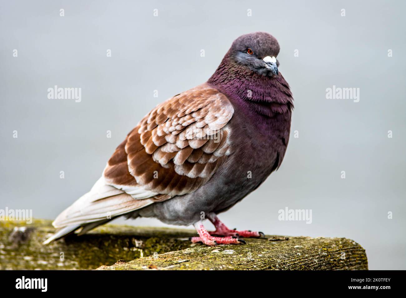 A closeup shot of two purple feral pigeon with brown wings against a ...