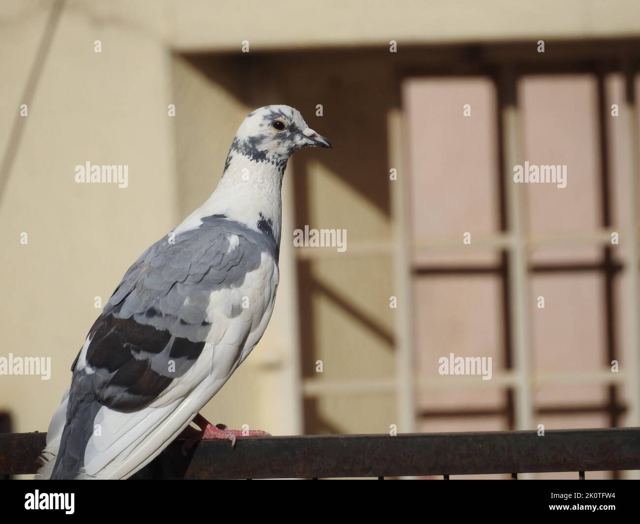 Metal pigeon hi-res stock photography and images - Alamy