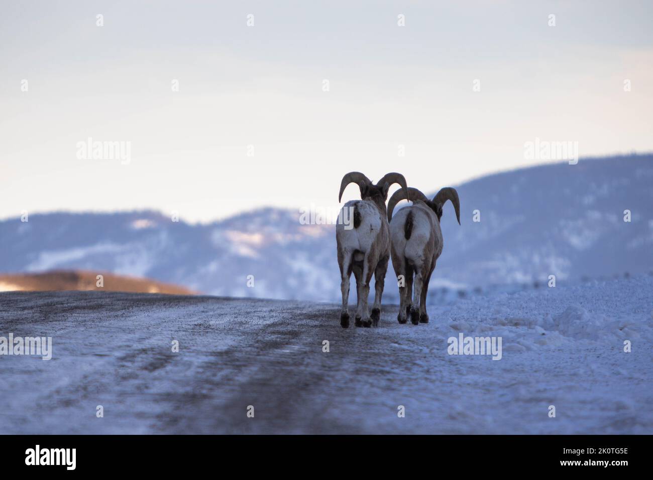 Sheep walking down road hi-res stock photography and images - Alamy