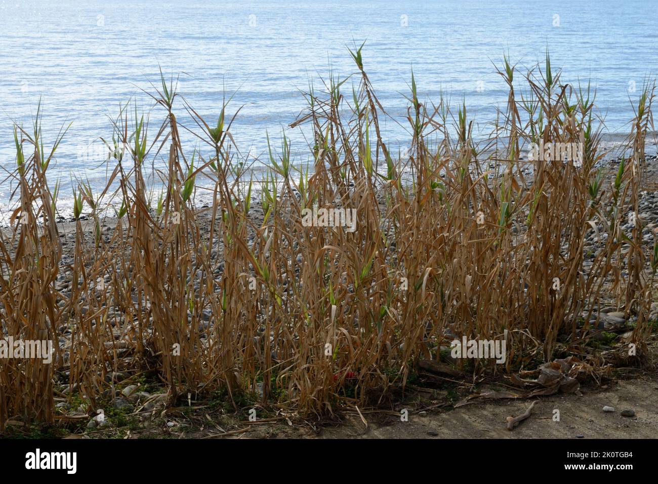 Wild plants at a rocky beach in Estepona Malaga, Andalusia, Spain Stock ...