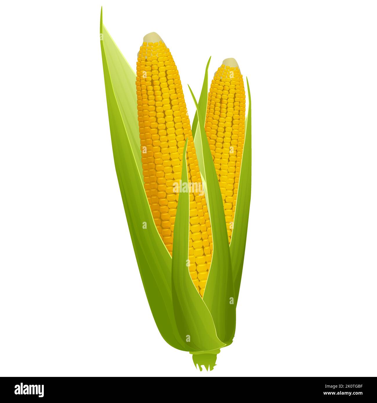 Two ripe corn cobs with golden grains and green leaves isolated on ...