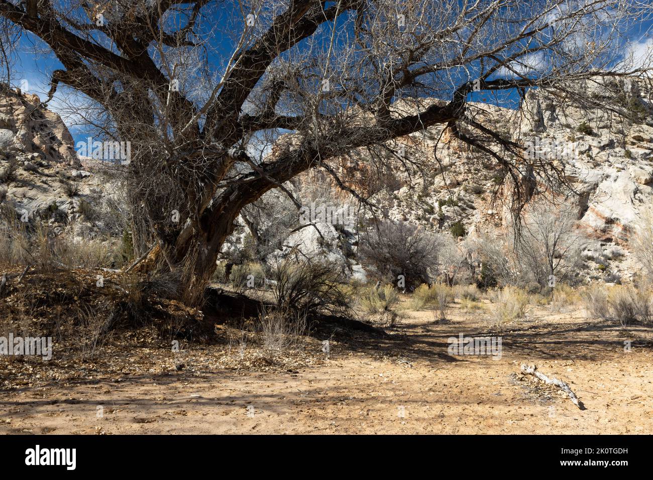 A large oak tree sprawling out at the mouth of Hackberry Canyon. Grand ...