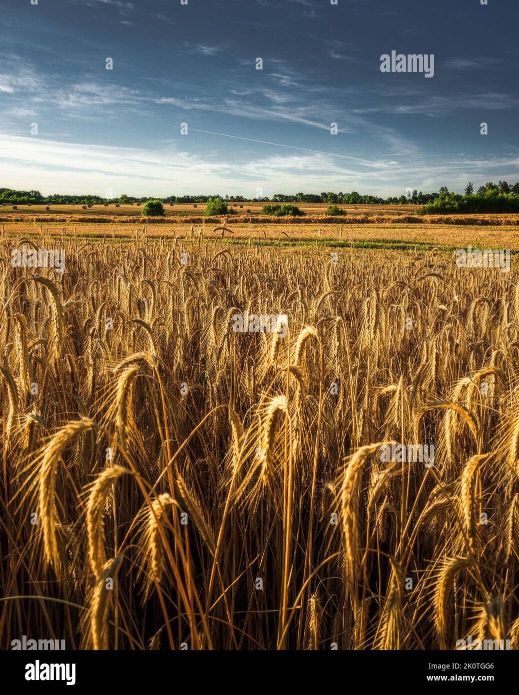 A vertical shot of golden wheat in the field under blue cloudy sky ...