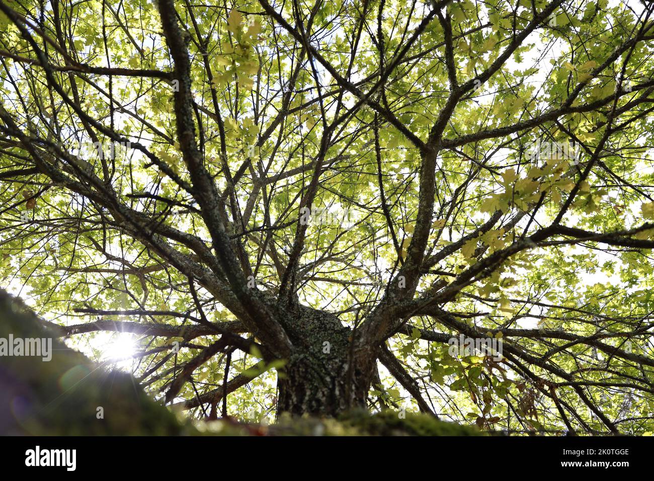 A low angle shot of the green leaves and branches of big tree Stock ...