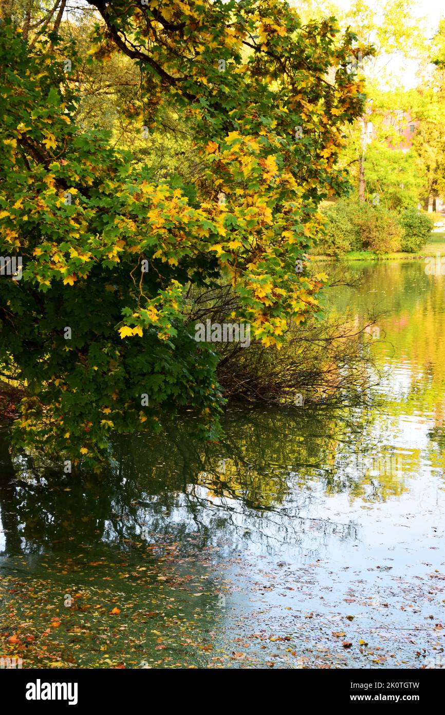 A beautiful scenery of a park with a lake and colorful nature in autumn ...