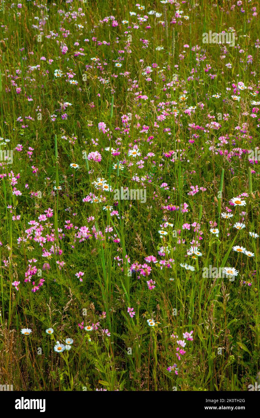 Dry meadow wildflowers consisting of Daisy Fleabane, Ox-eye Daisy and ...
