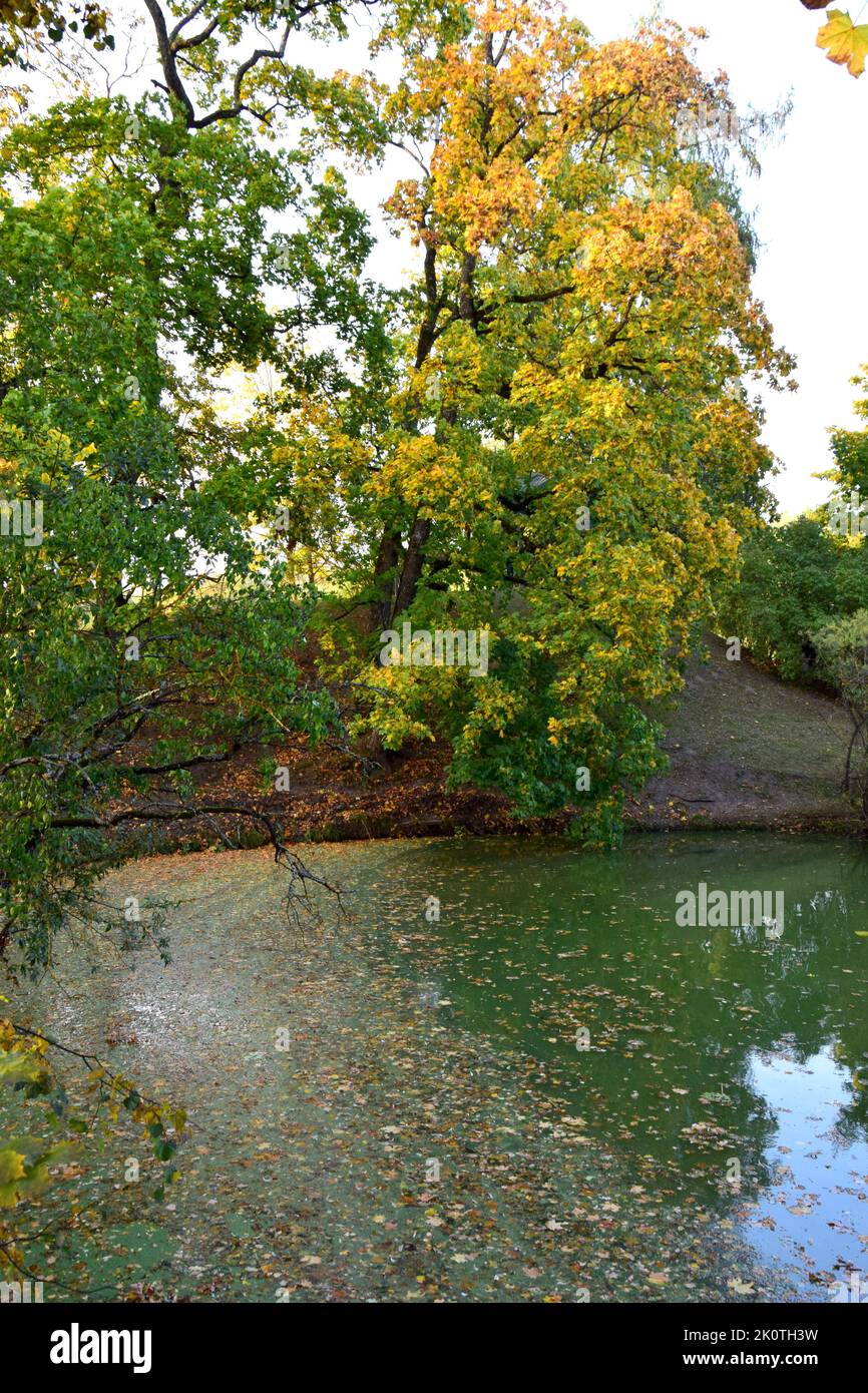 A beautiful scenery of a park with a lake and green nature in autumn in ...