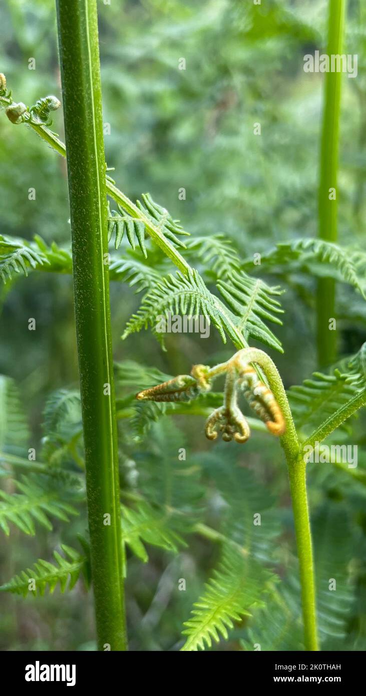 A vertical closeup of a fern. Dennstaedtiaceae Stock Photo - Alamy