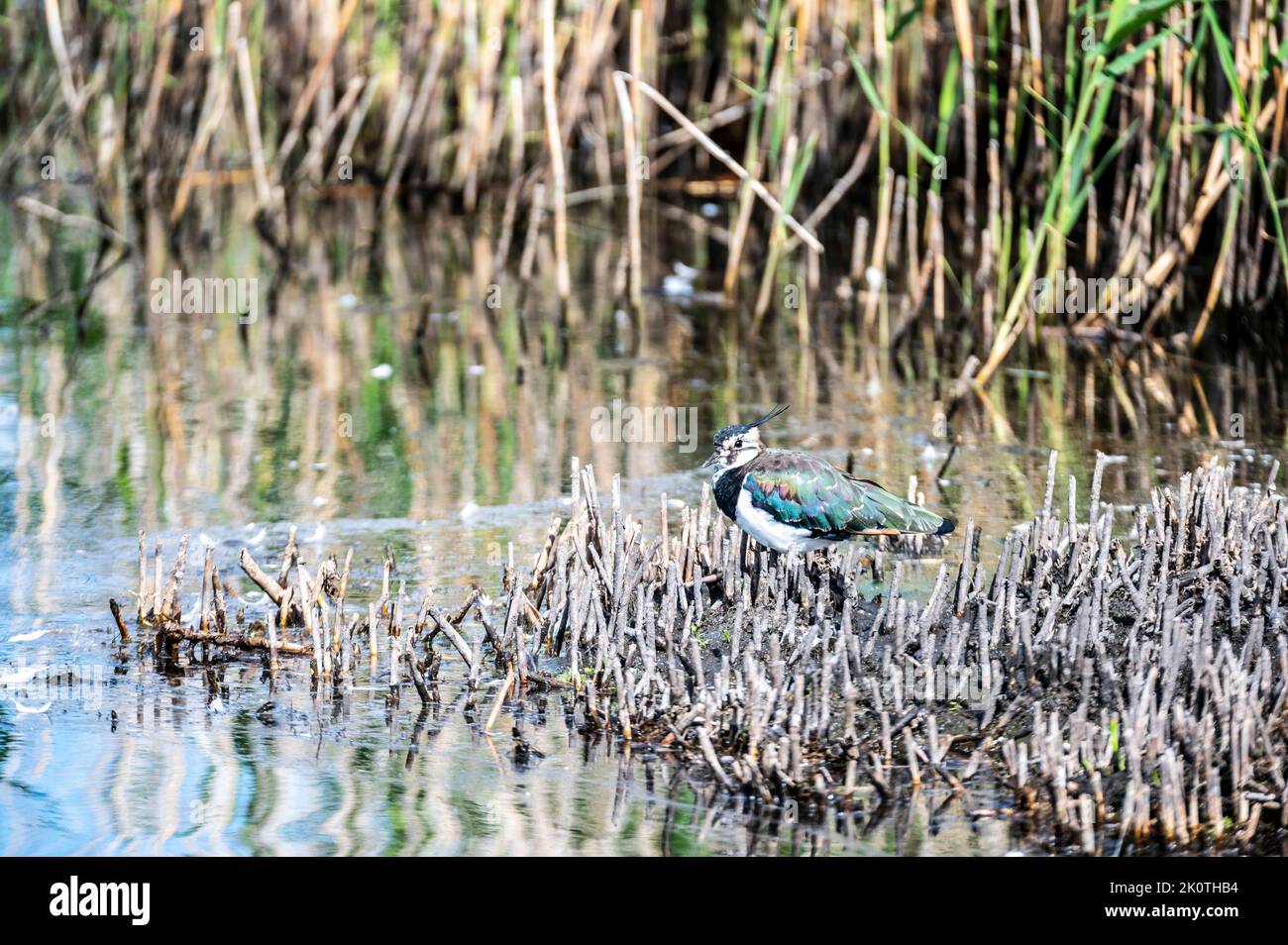 Lapwing uk birds hi-res stock photography and images - Alamy