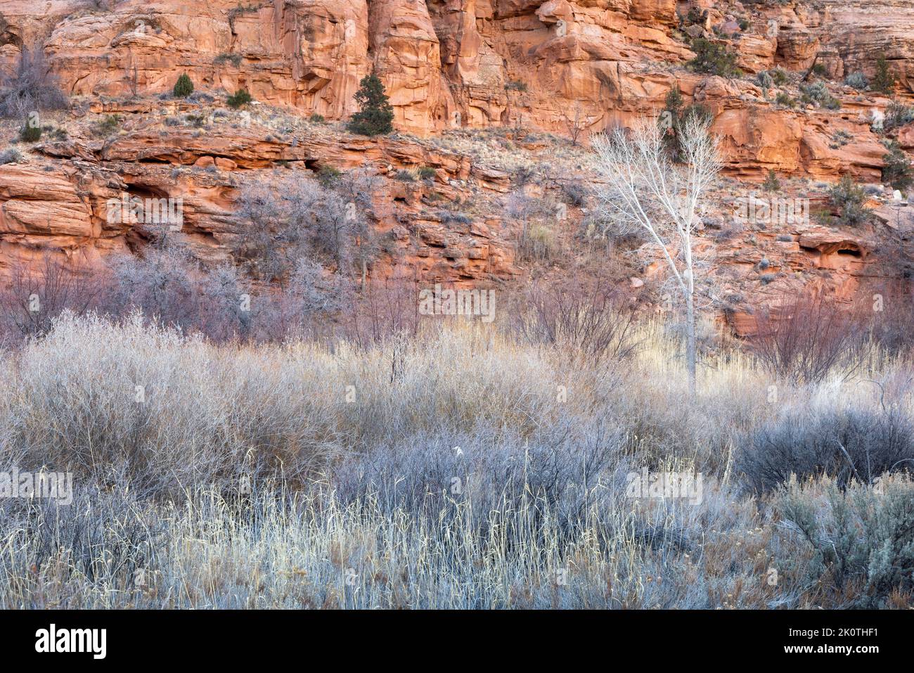 Grass, bushes, and trees growing at the base of the canyon along the ...