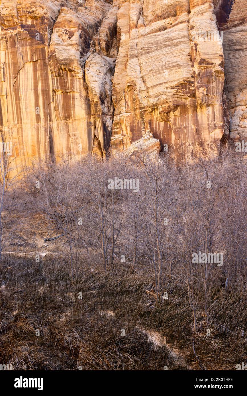 Tall sandstone cliffs rising high above trees growing in the flood ...
