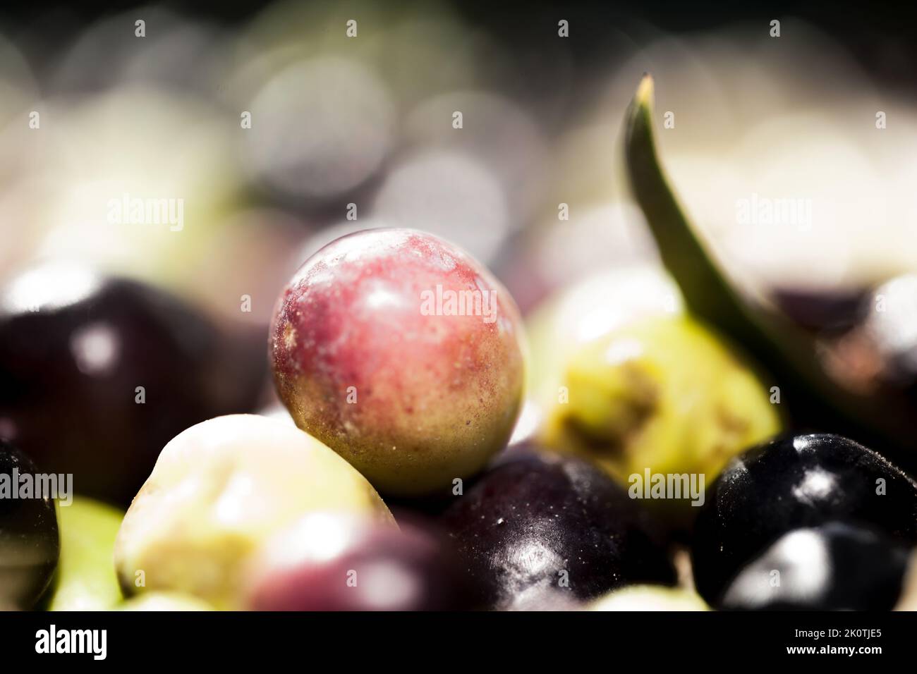 olive picking and processing Stock Photo - Alamy