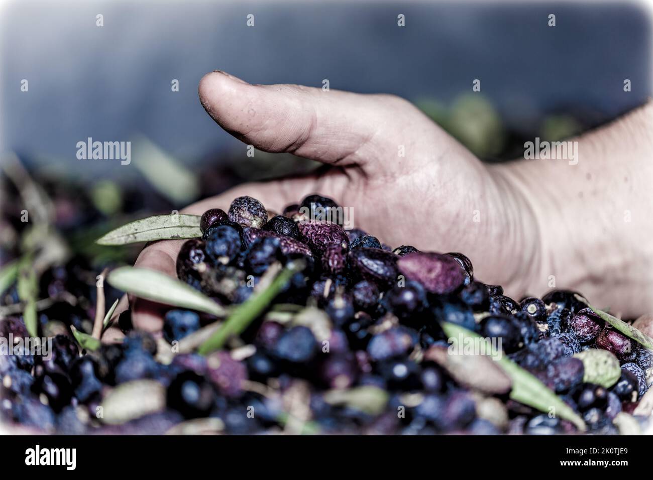 olive picking and processing Stock Photo - Alamy