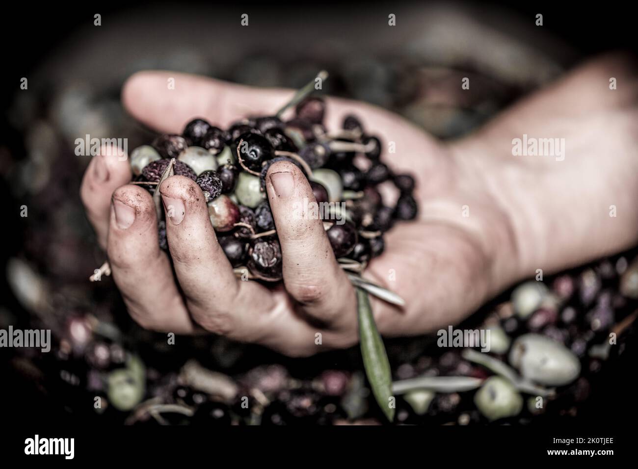olive picking and processing Stock Photo - Alamy