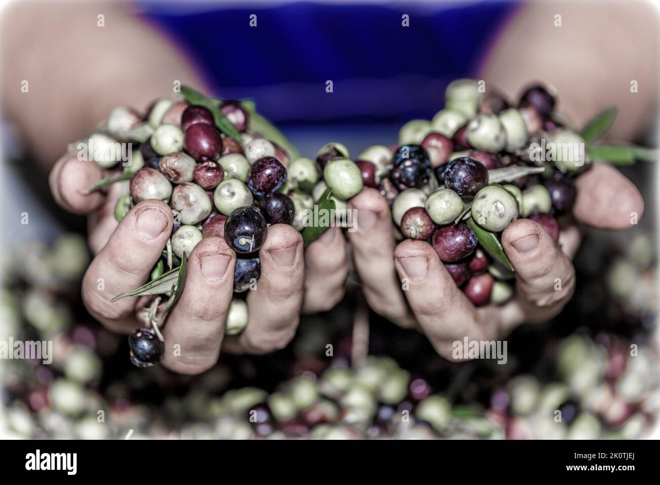 olive picking and processing Stock Photo - Alamy