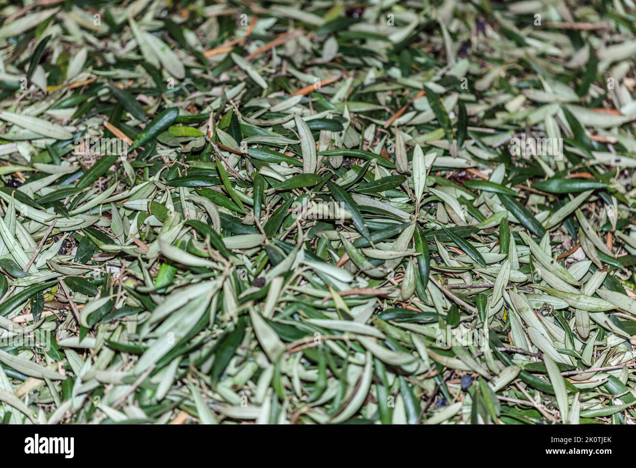 olive picking and processing Stock Photo - Alamy