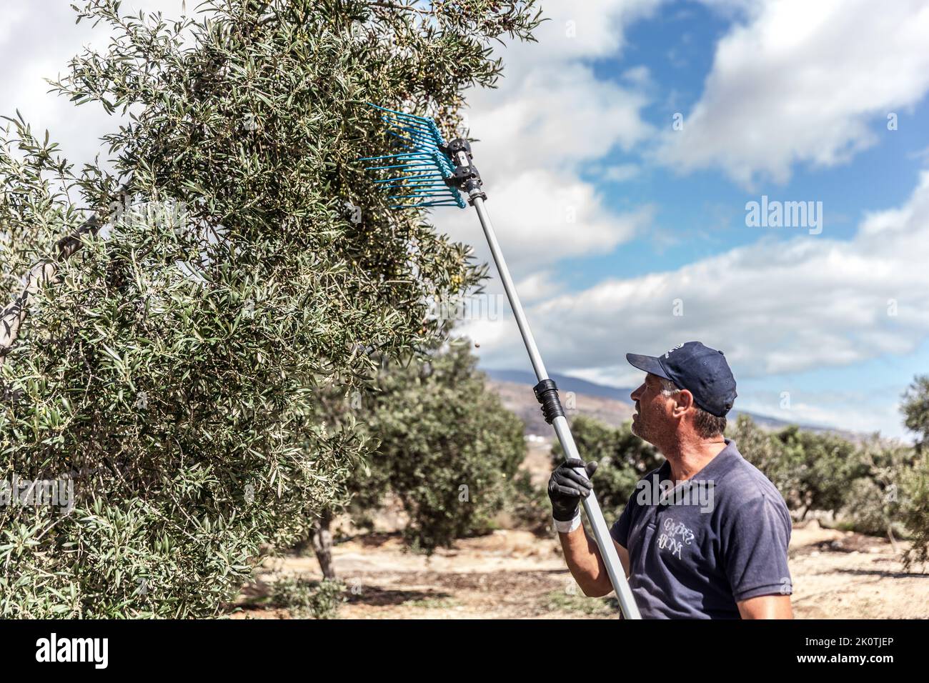 olive picking and processing Stock Photo - Alamy