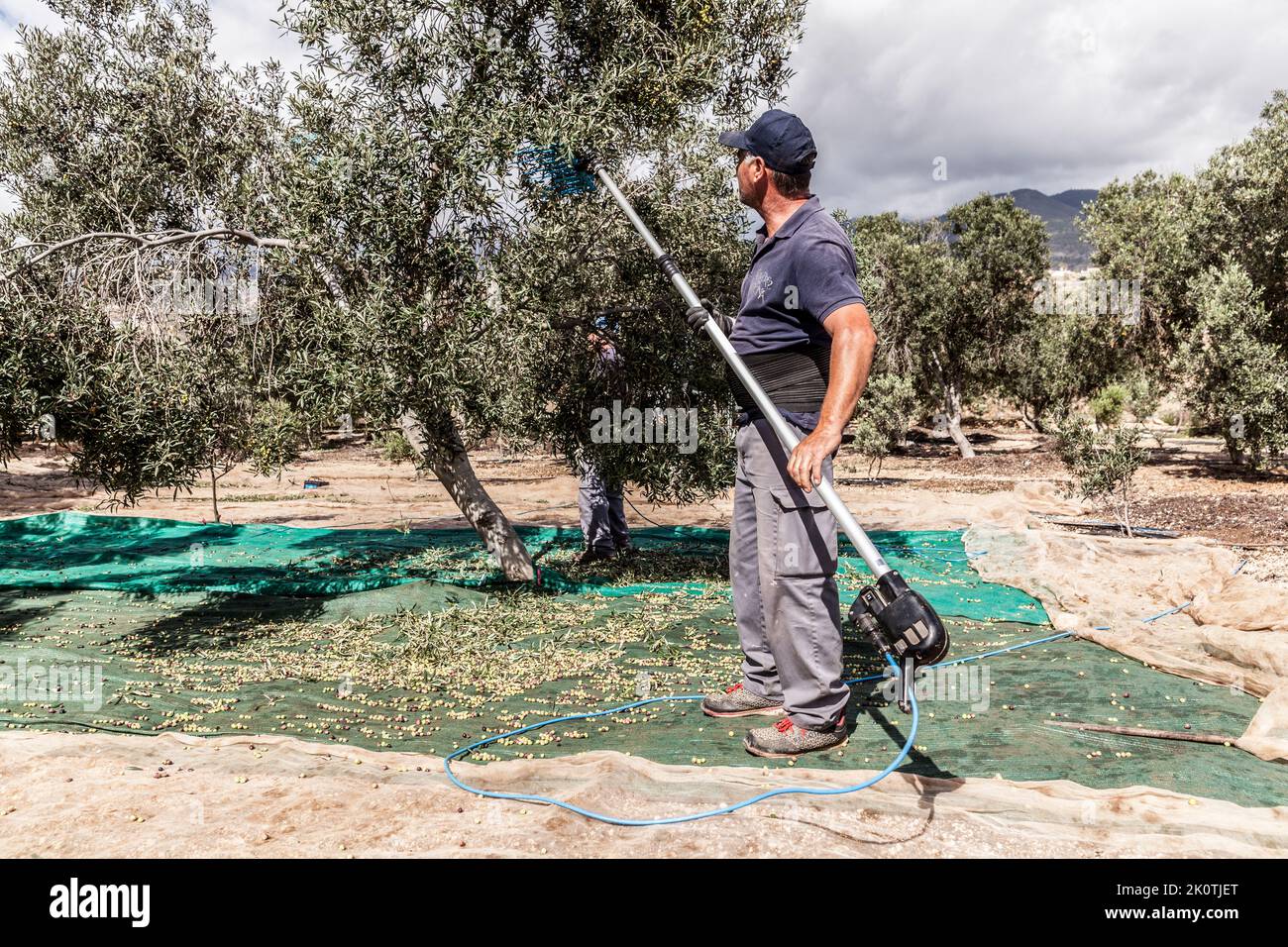 olive picking and processing Stock Photo - Alamy