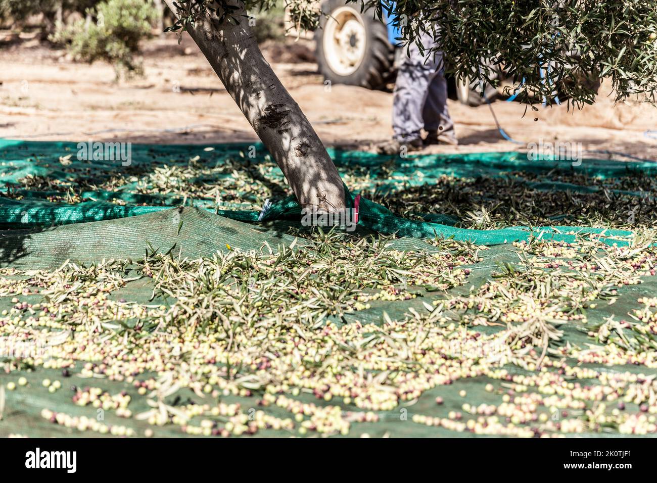 olive picking and processing Stock Photo - Alamy