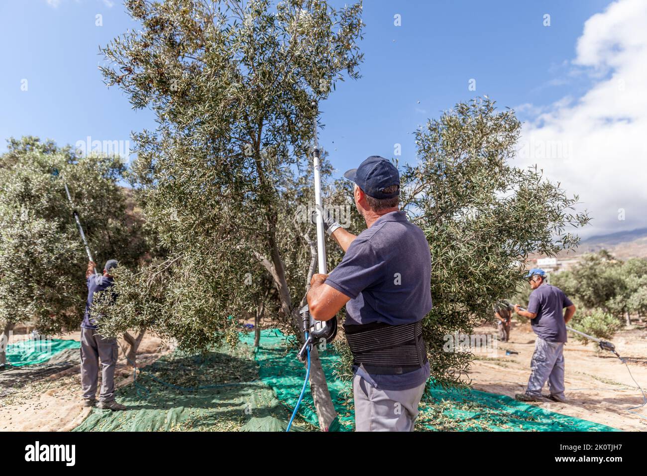 olive picking and processing Stock Photo - Alamy