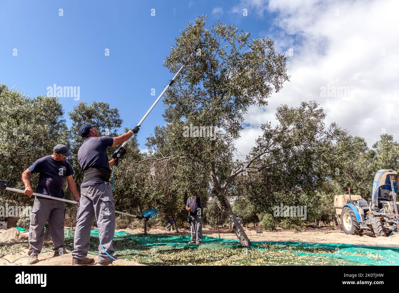 olive picking and processing Stock Photo - Alamy