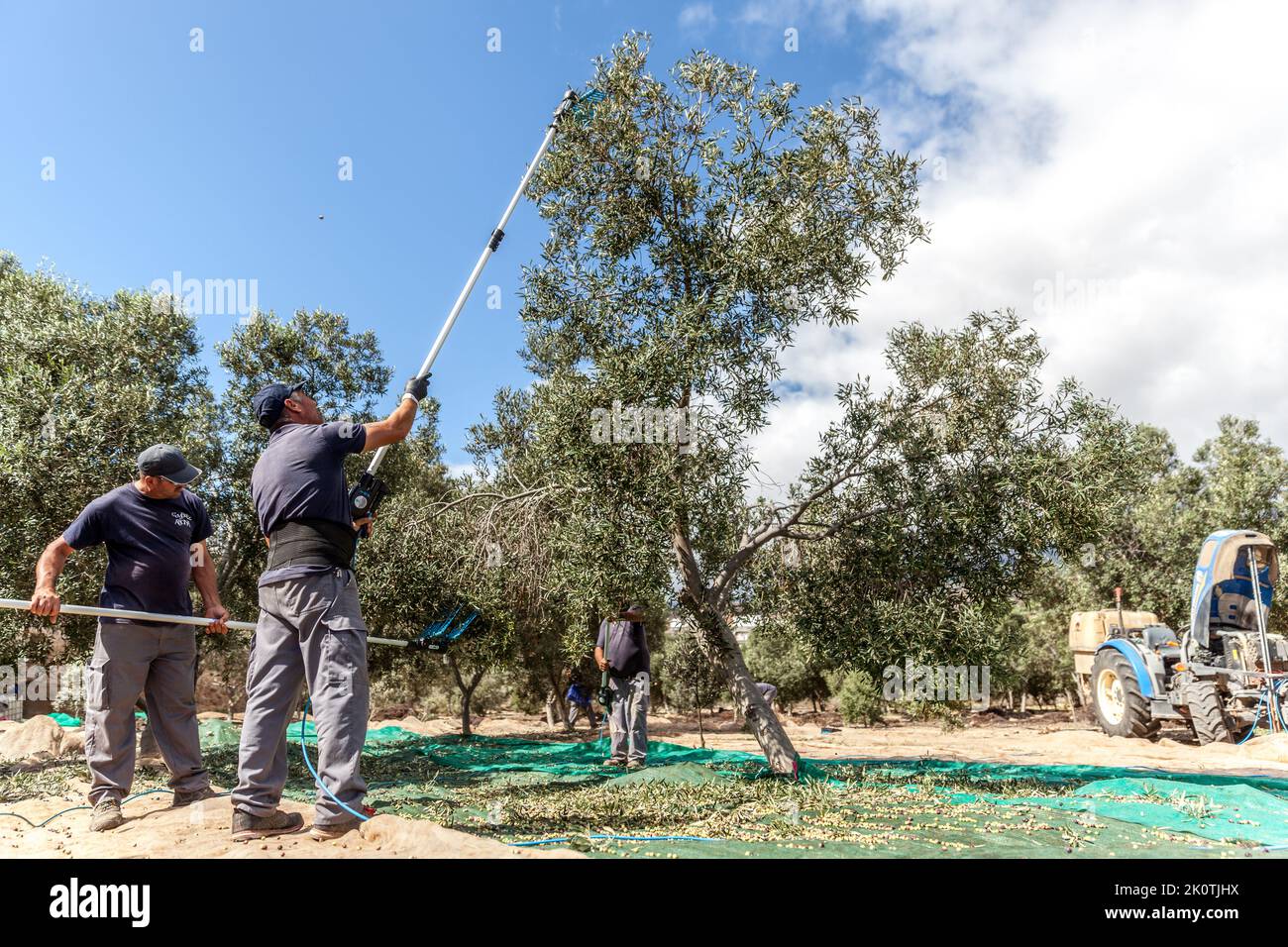 olive picking and processing Stock Photo - Alamy