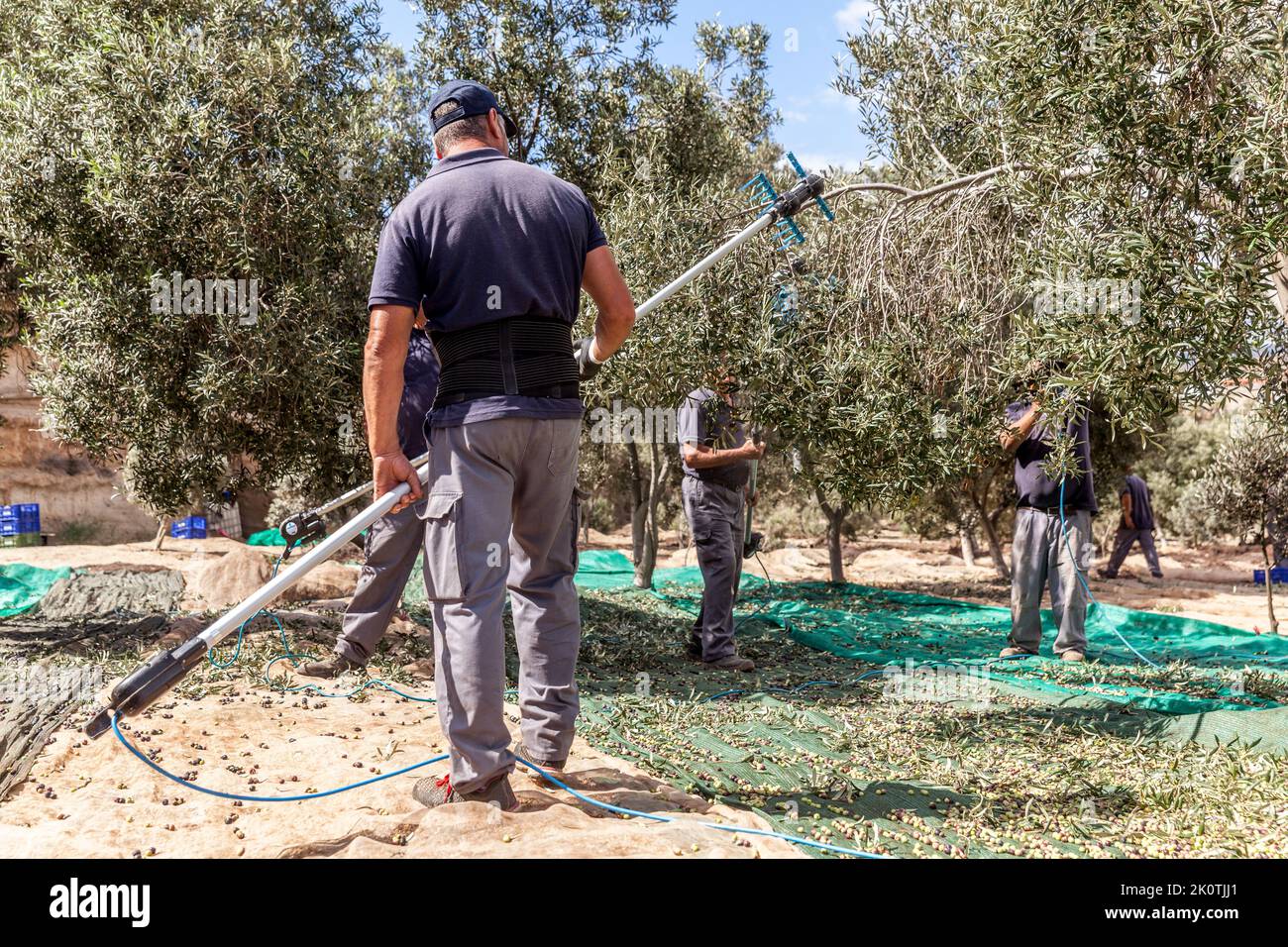 olive picking and processing Stock Photo - Alamy