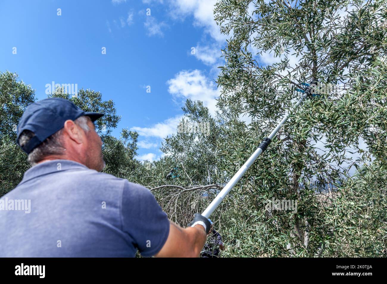 olive picking and processing Stock Photo - Alamy