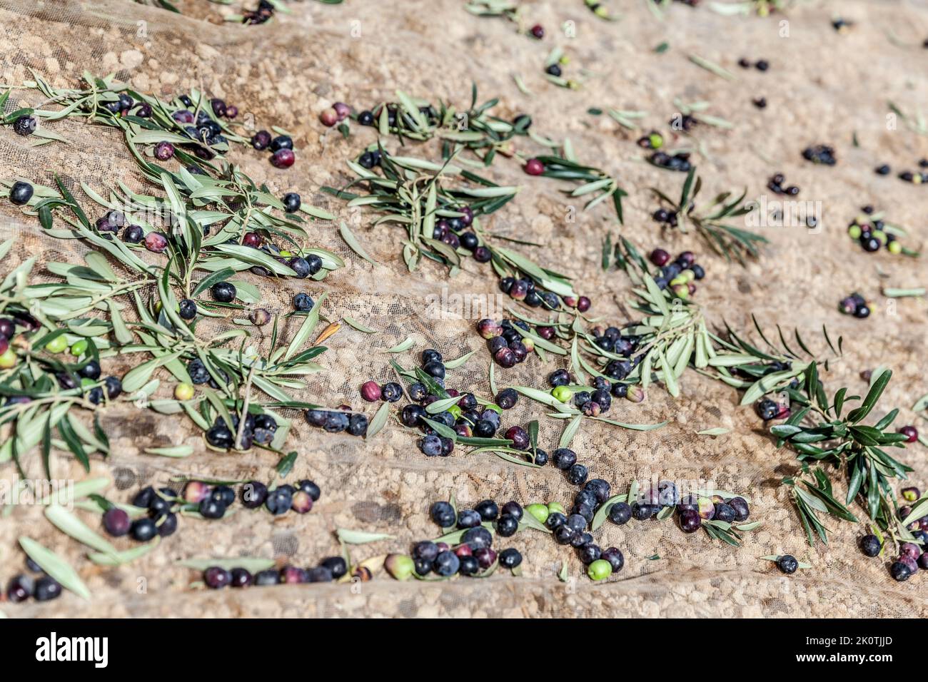 olive picking and processing Stock Photo - Alamy