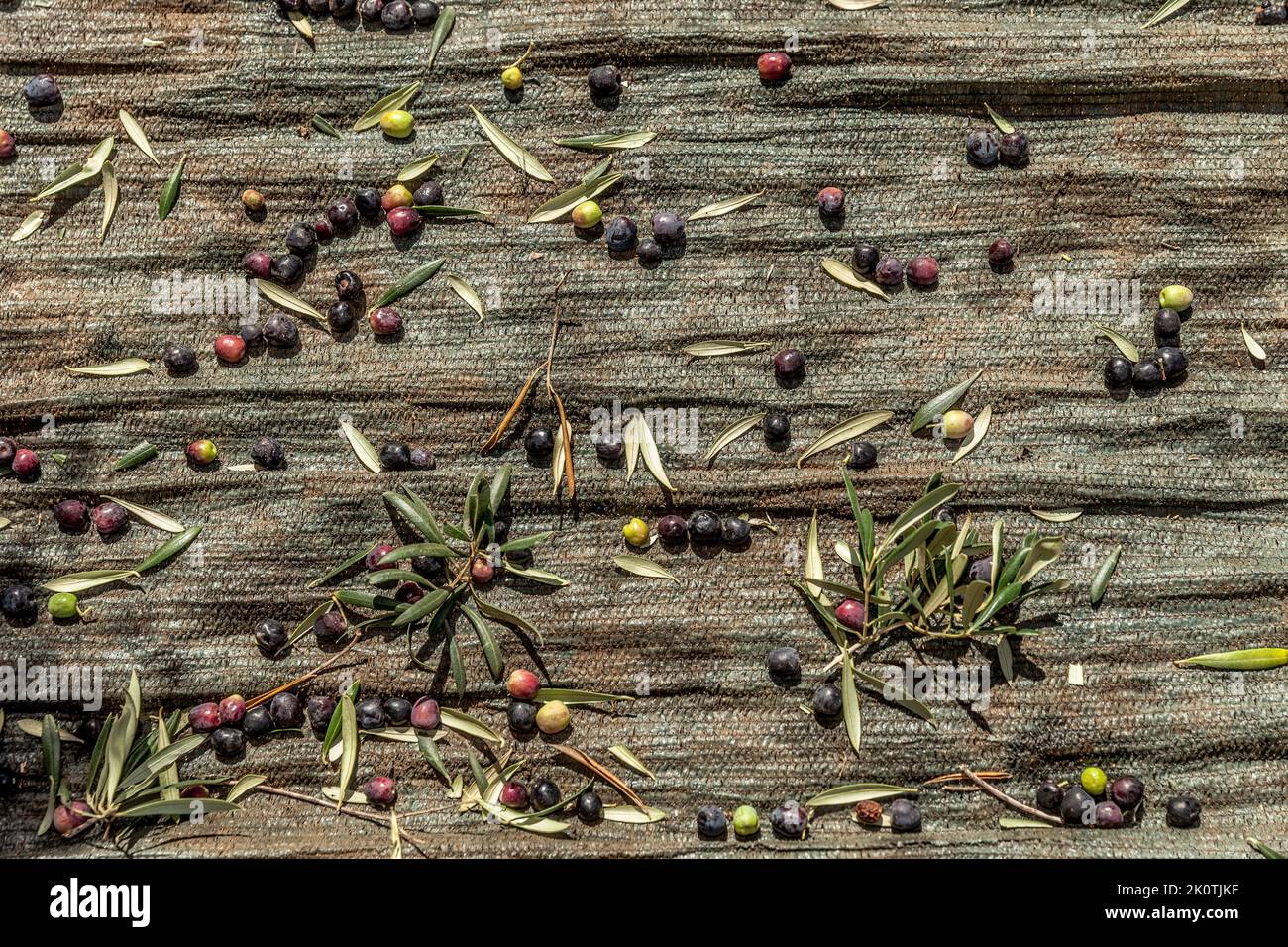 olive picking and processing Stock Photo - Alamy