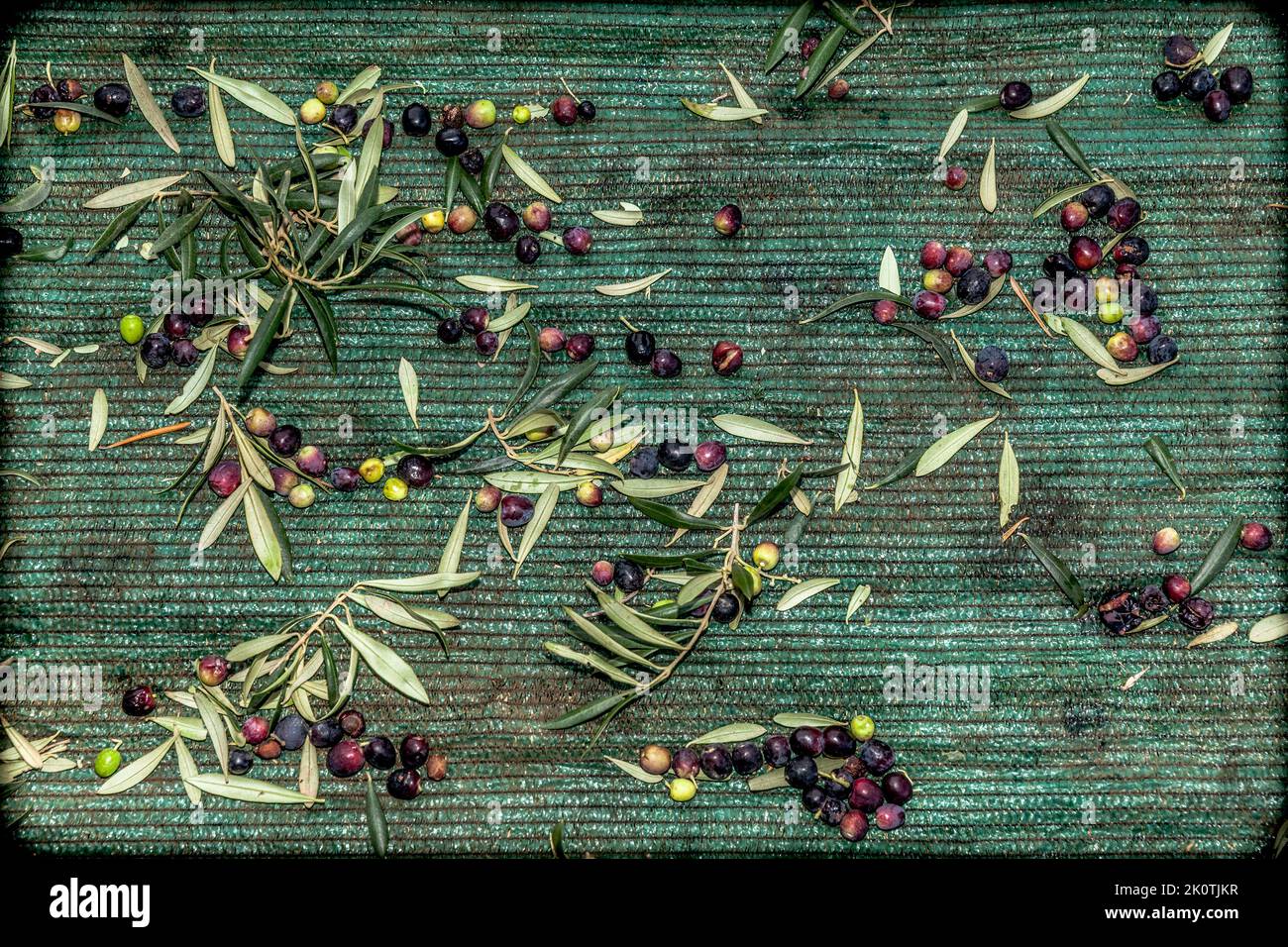 olive picking and processing Stock Photo - Alamy