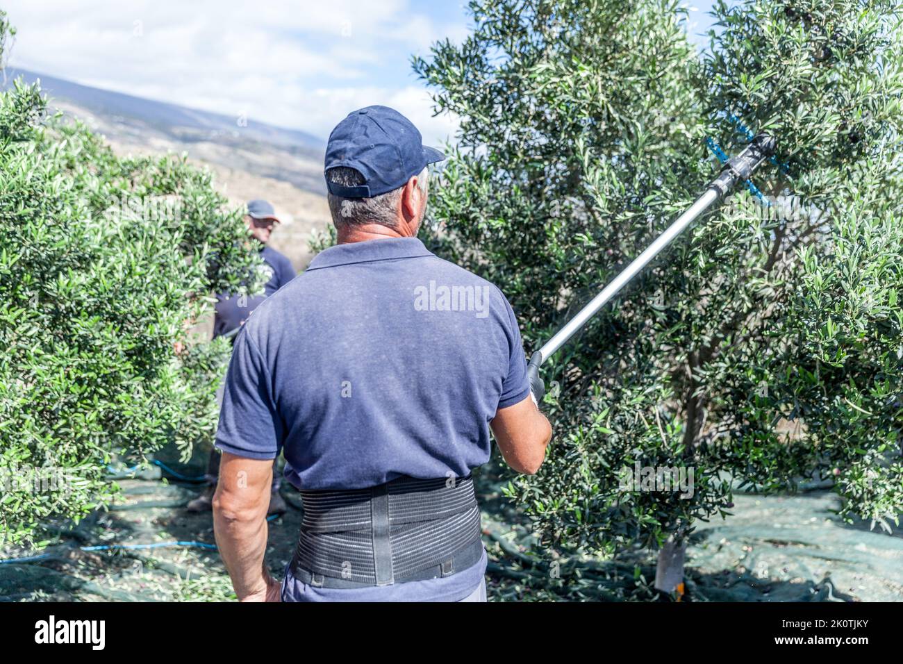 olive picking and processing Stock Photo - Alamy