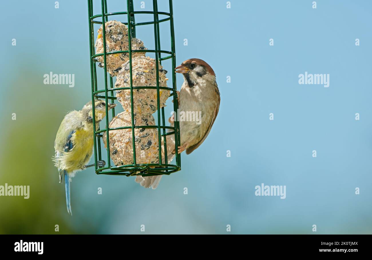 Sparrows are a family of small passerine birds, Passeridae. They are ...