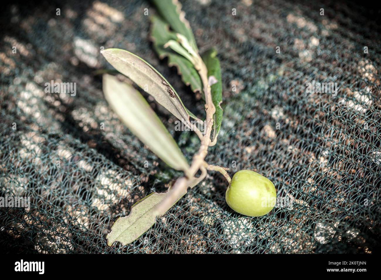 olive picking and processing Stock Photo - Alamy