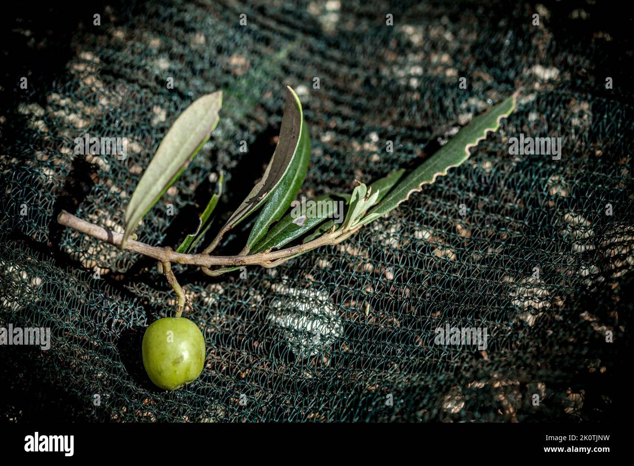 olive picking and processing Stock Photo - Alamy