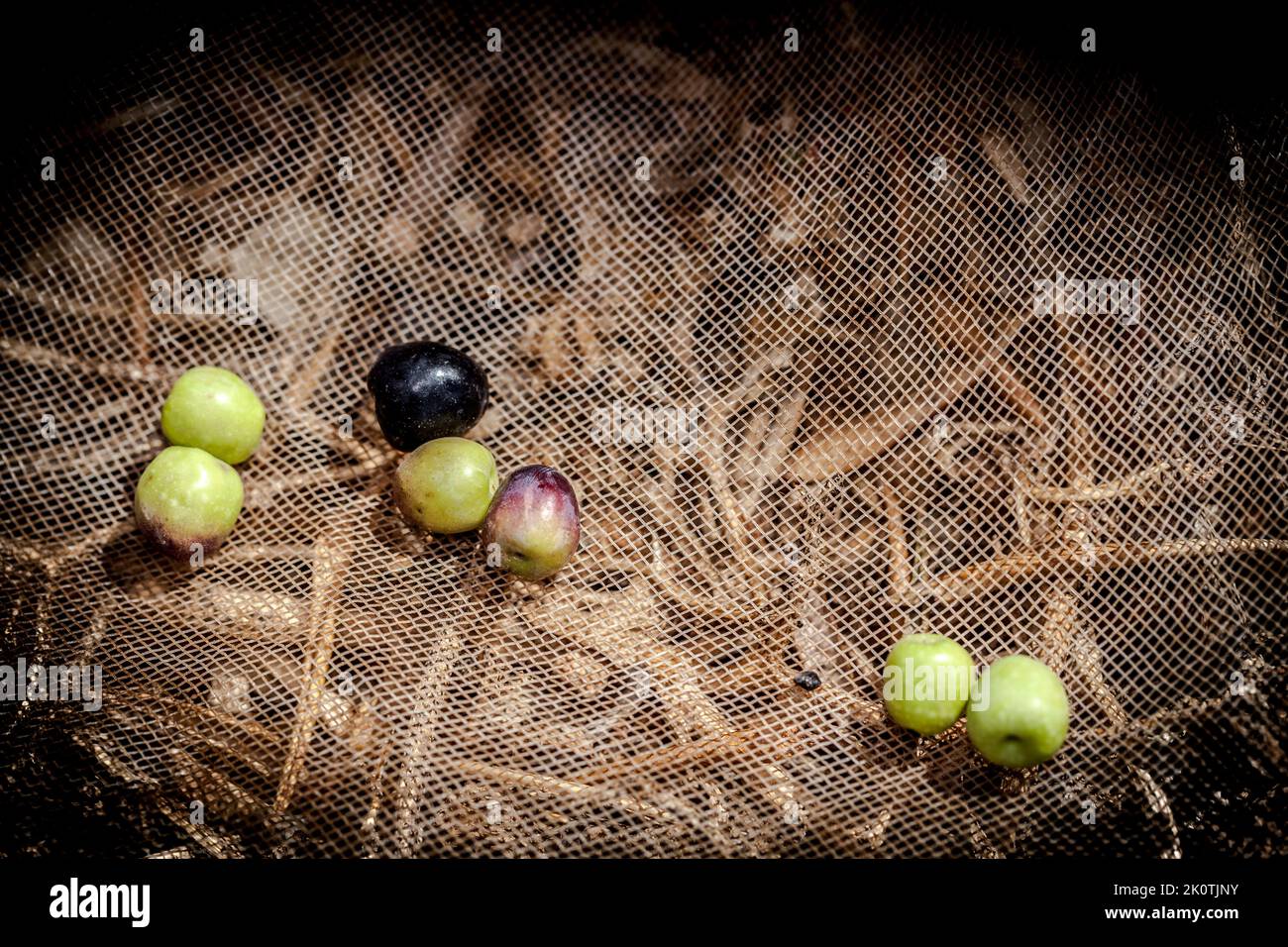 olive picking and processing Stock Photo - Alamy