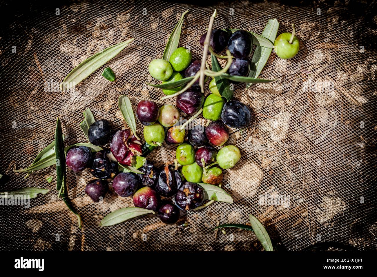 olive picking and processing Stock Photo - Alamy