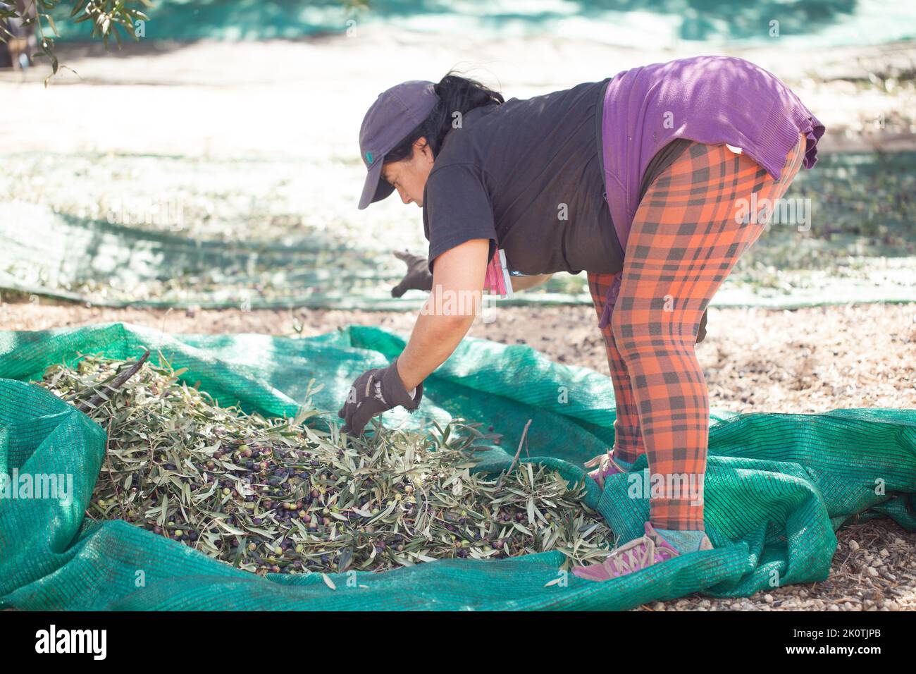 olive picking and processing Stock Photo - Alamy