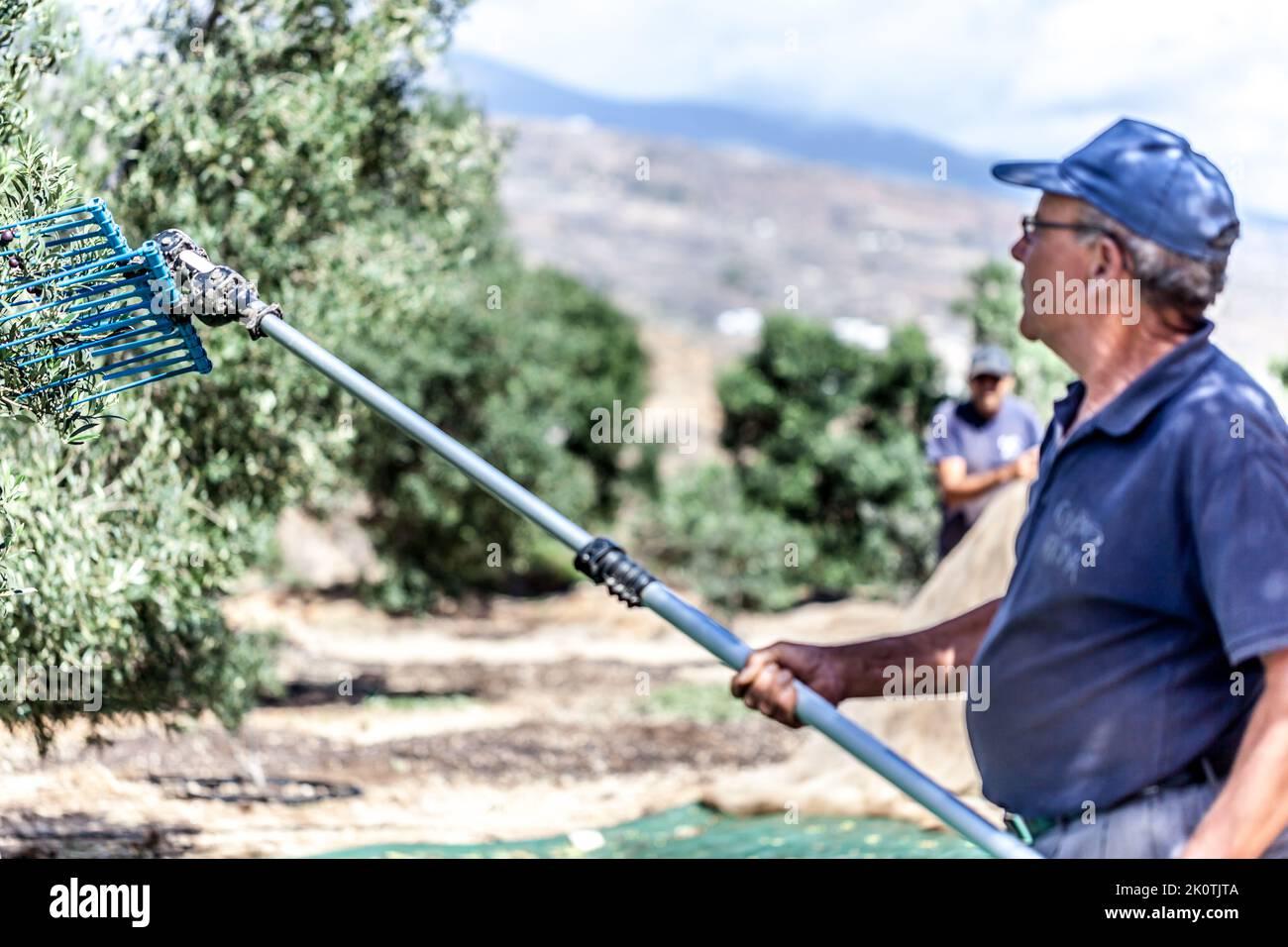 olive picking and processing Stock Photo - Alamy