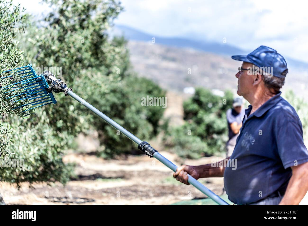 olive picking and processing Stock Photo - Alamy
