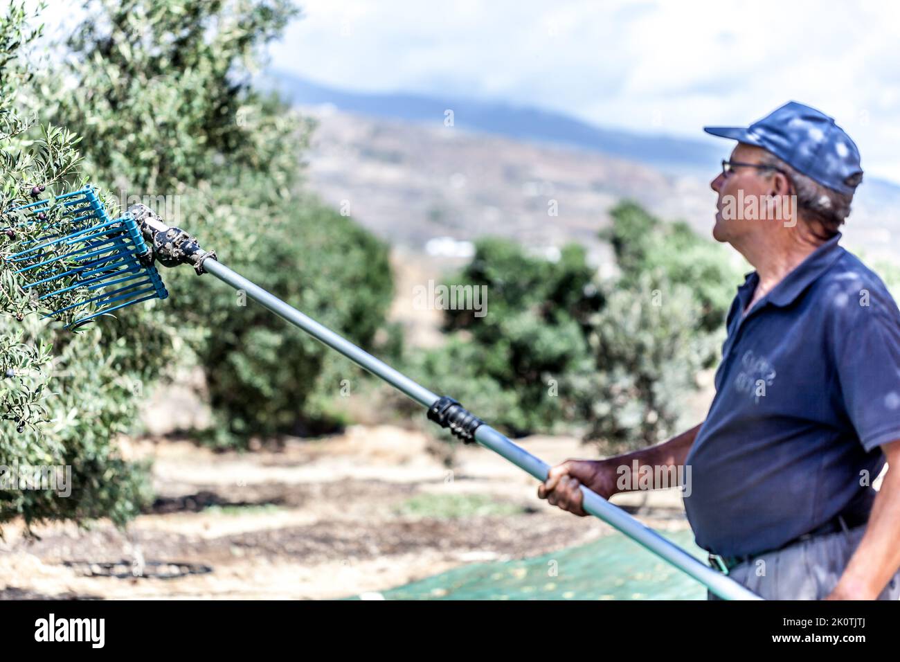 olive picking and processing Stock Photo - Alamy