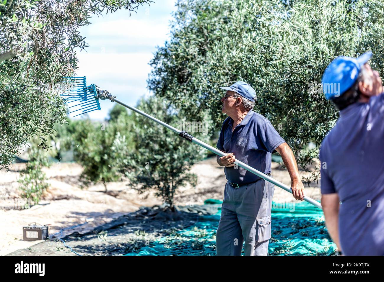 olive picking and processing Stock Photo - Alamy