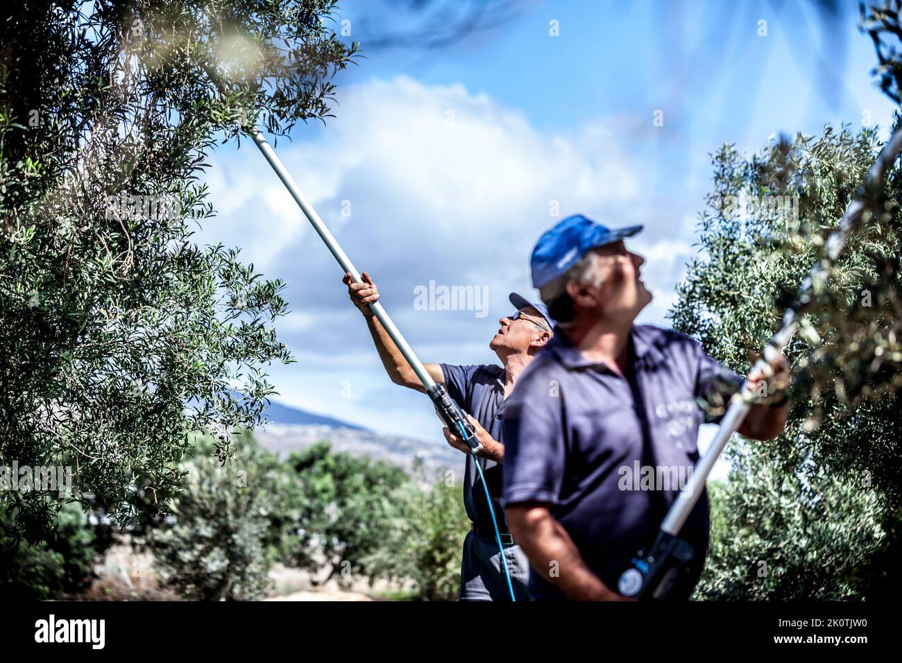 olive picking and processing Stock Photo - Alamy