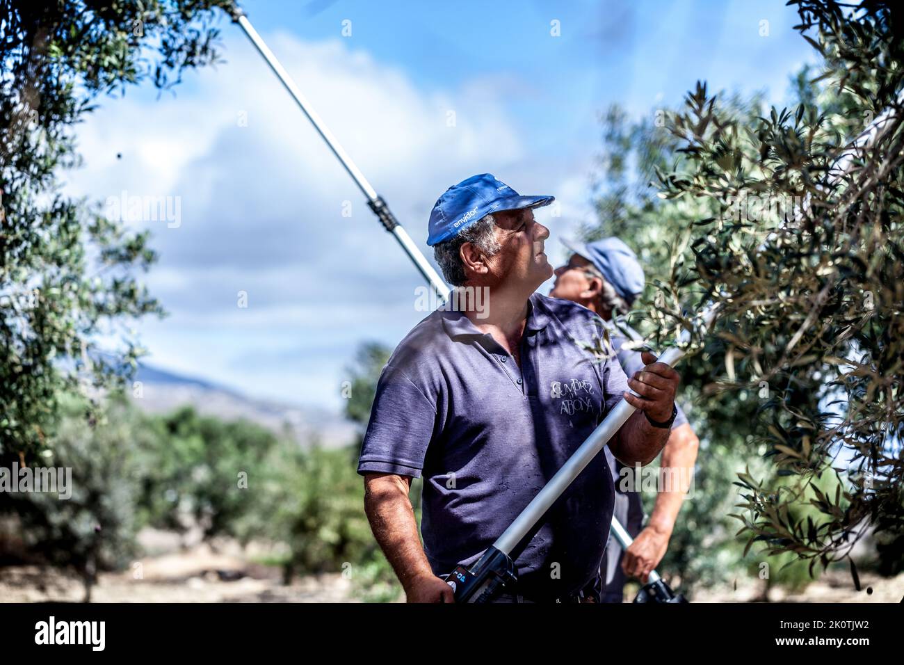 olive picking and processing Stock Photo - Alamy