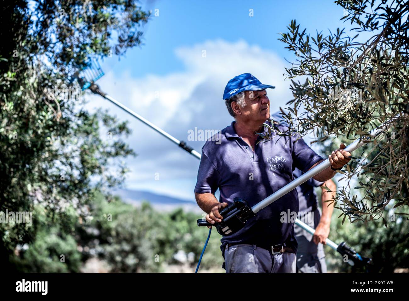 olive picking and processing Stock Photo - Alamy